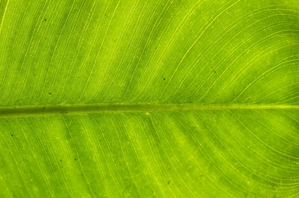 Pre-IPO Stocks: What Are They & How Do They Work? | EquityZen